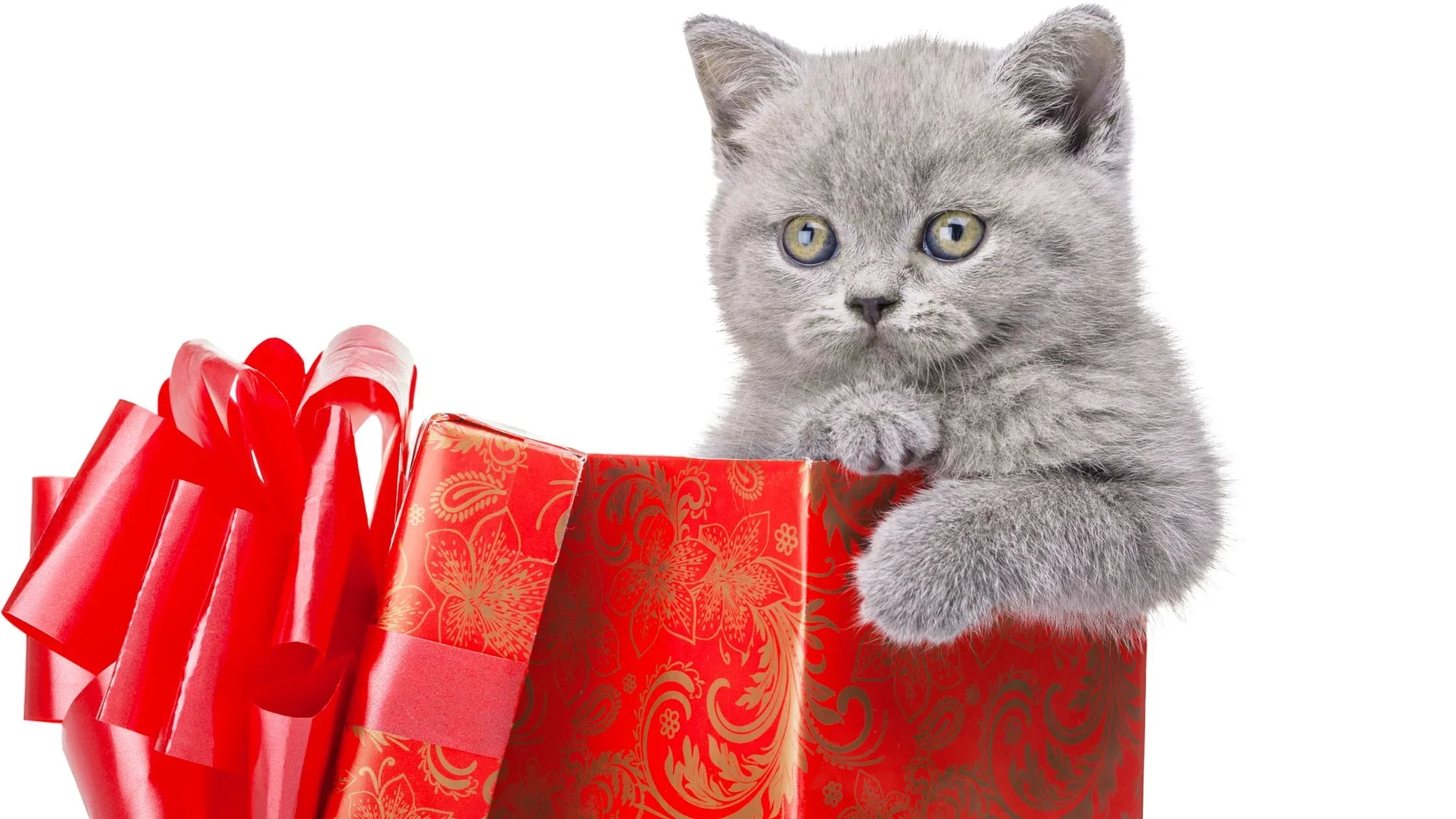 Exploring Cat Gift Hampers That Energise and Entertain – Pet Bites